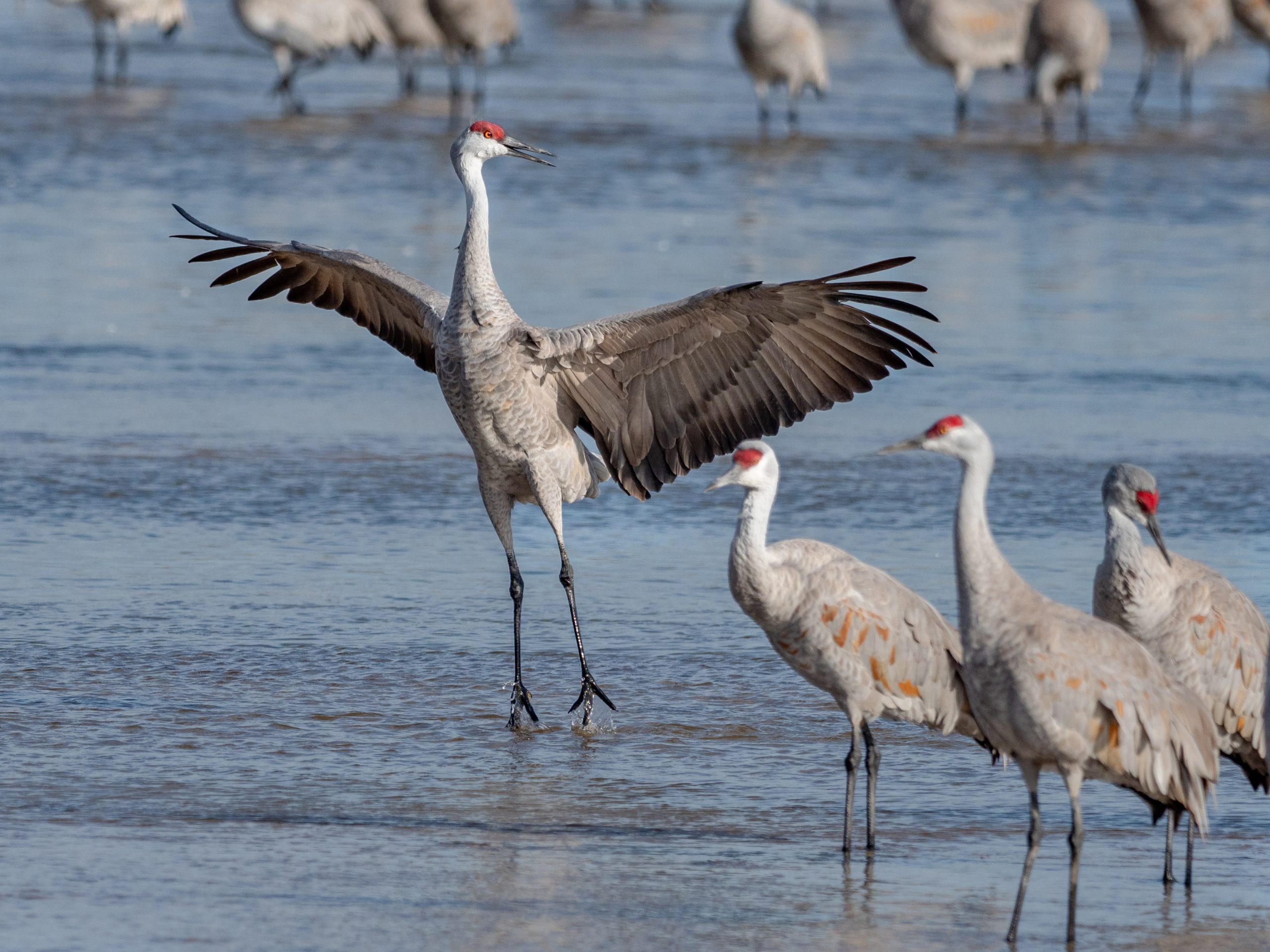Visit Kearney Nebraska - Sandhill Crane Capital of the World