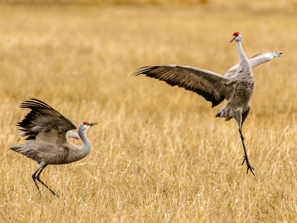 Crane Itinerary - Visit Kearney Nebraska