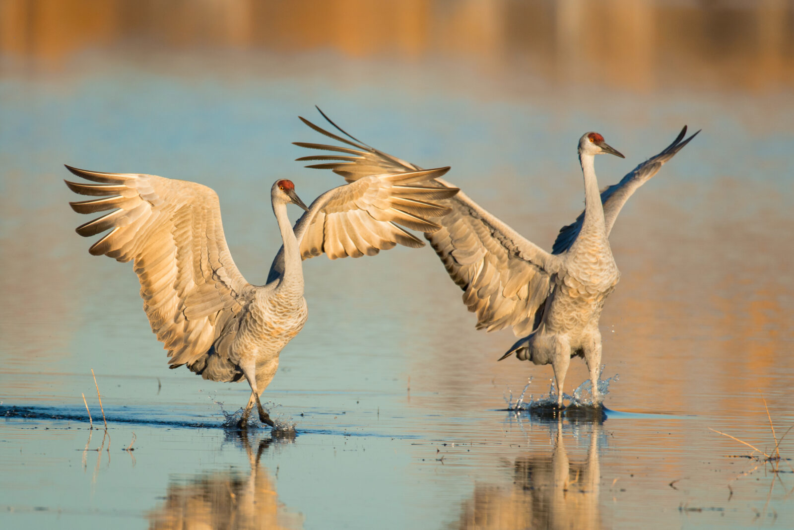Sandhill Cranes - Visit Kearney Nebraska