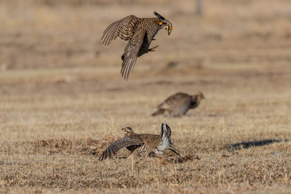 Prairie Wind Birding Tours - Visit Kearney Nebraska
